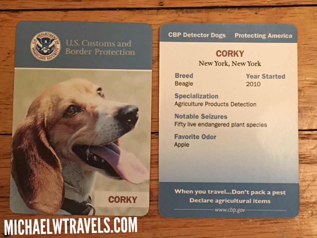 Ashton Kutcher Loves This TSA Dogs Program!