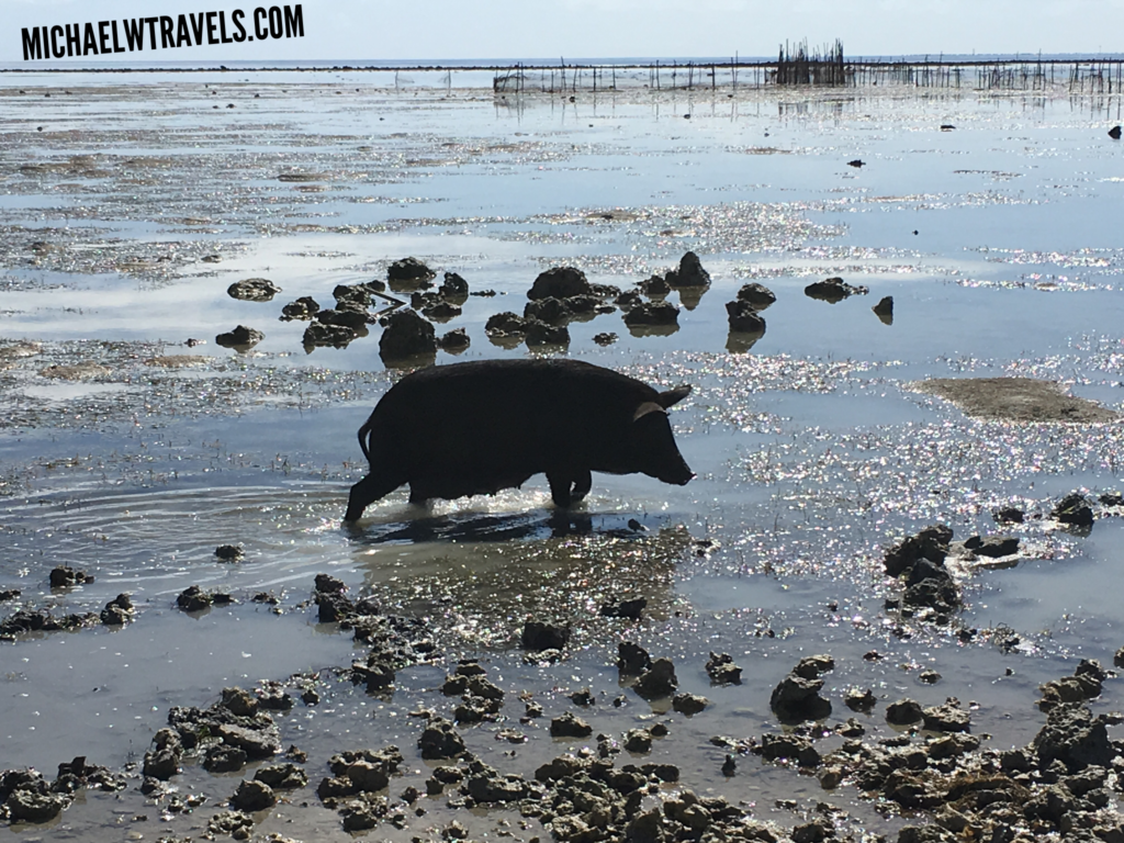 Tracking Down The Famed Fishing Pigs of Tonga 4 - Michael W Travels...