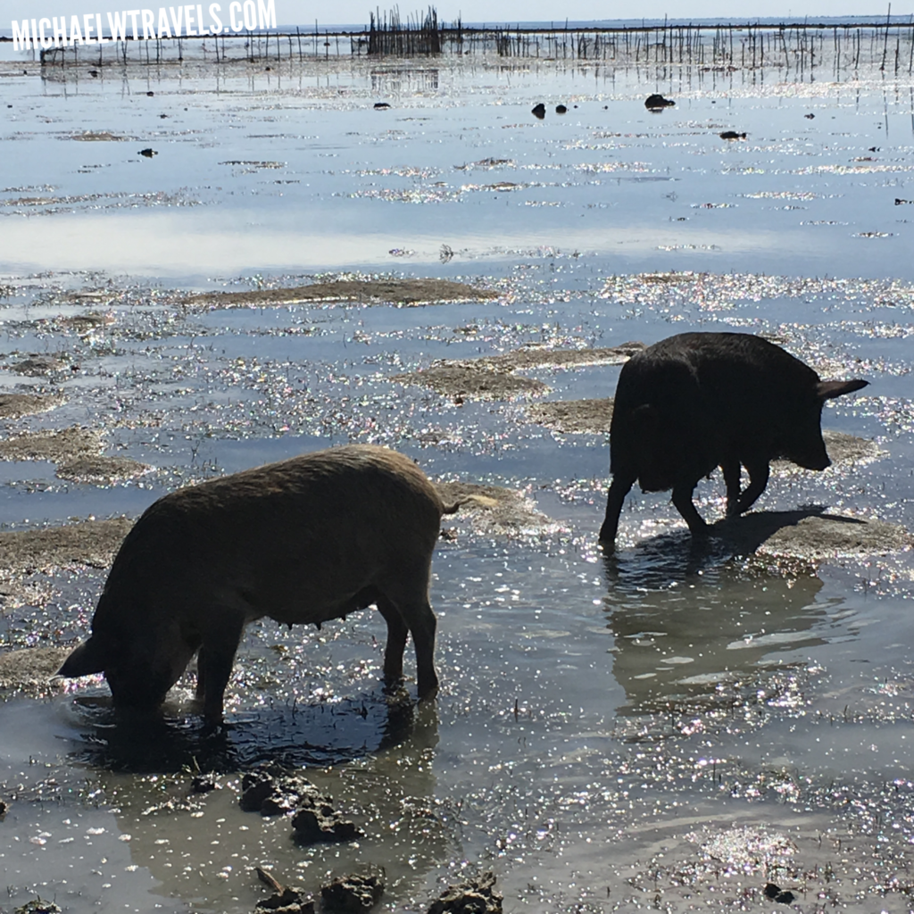 Tracking Down The Famed Fishing Pigs of Tonga